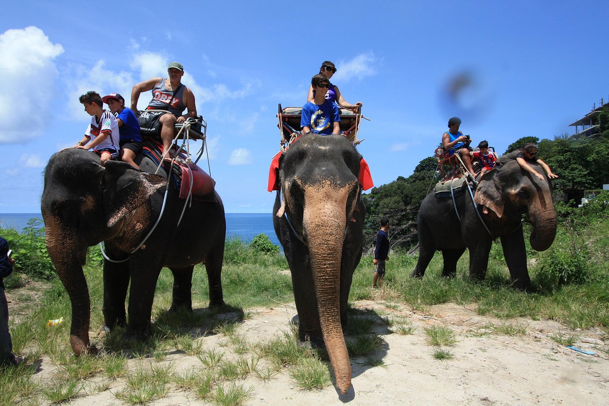 Elephant Trekking (Kalim Elephant Camp) - Sweetland Travel and Tours Co ...